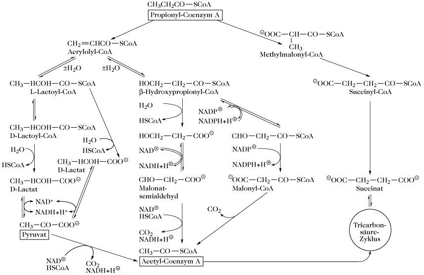 Fettsäureabbau - Lexikon der Biochemie