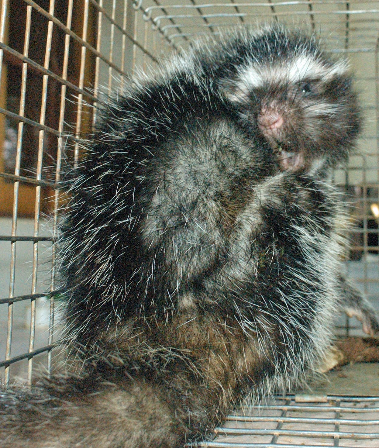 Zoologie: Afrikanische Ratten statten sich mit Gift aus - Spektrum der ...