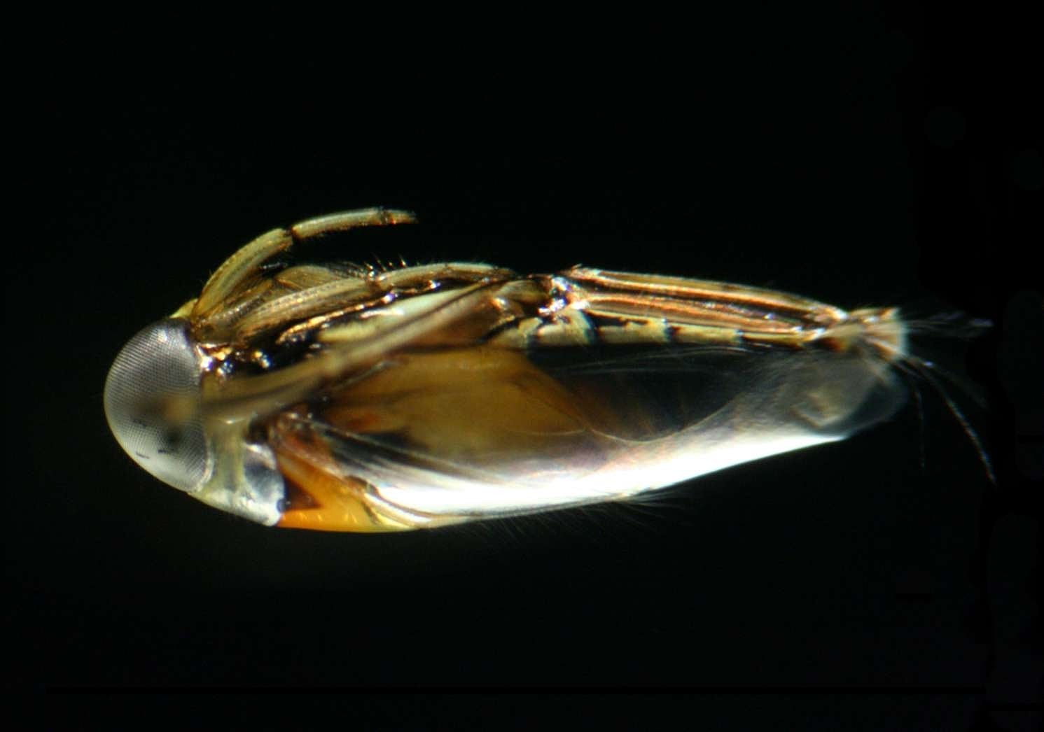 Tauchphysiologie: Wie Wanzen auftreiben - Spektrum der Wissenschaft