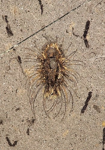 Paläontologie: Neues Fossil aus dem Burgess-Schiefer entdeckt ...