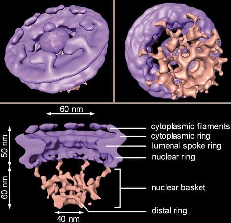 Zellmechanismen: Zellkern-Schleusen, live und in 3-D - Spektrum der ...