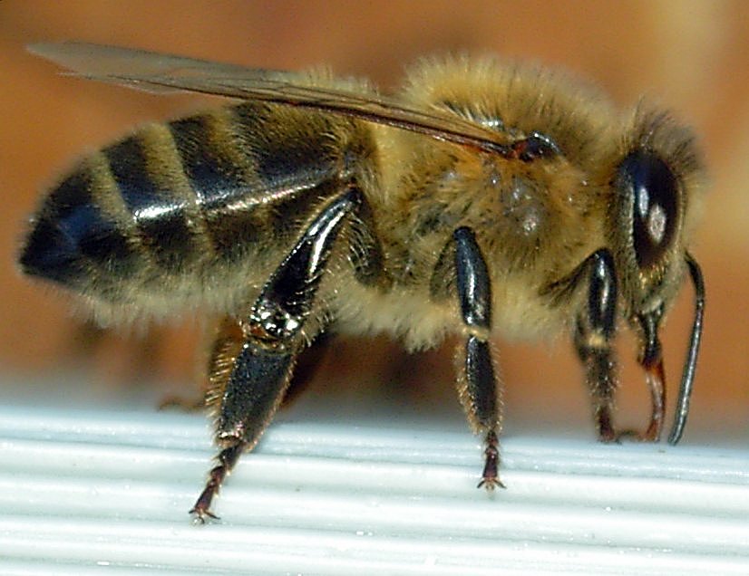 Imkerei: Die Dunklen Bienen fliegen wieder - Spektrum der Wissenschaft