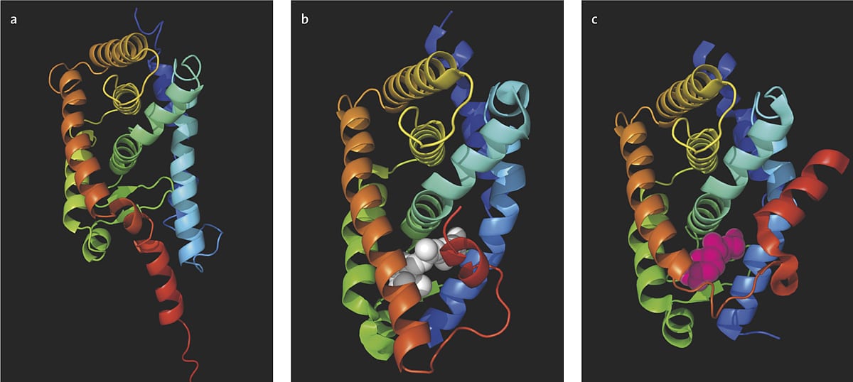 Endokrinologie: Störenfriede im Hormonhaushalt - Spektrum der Wissenschaft