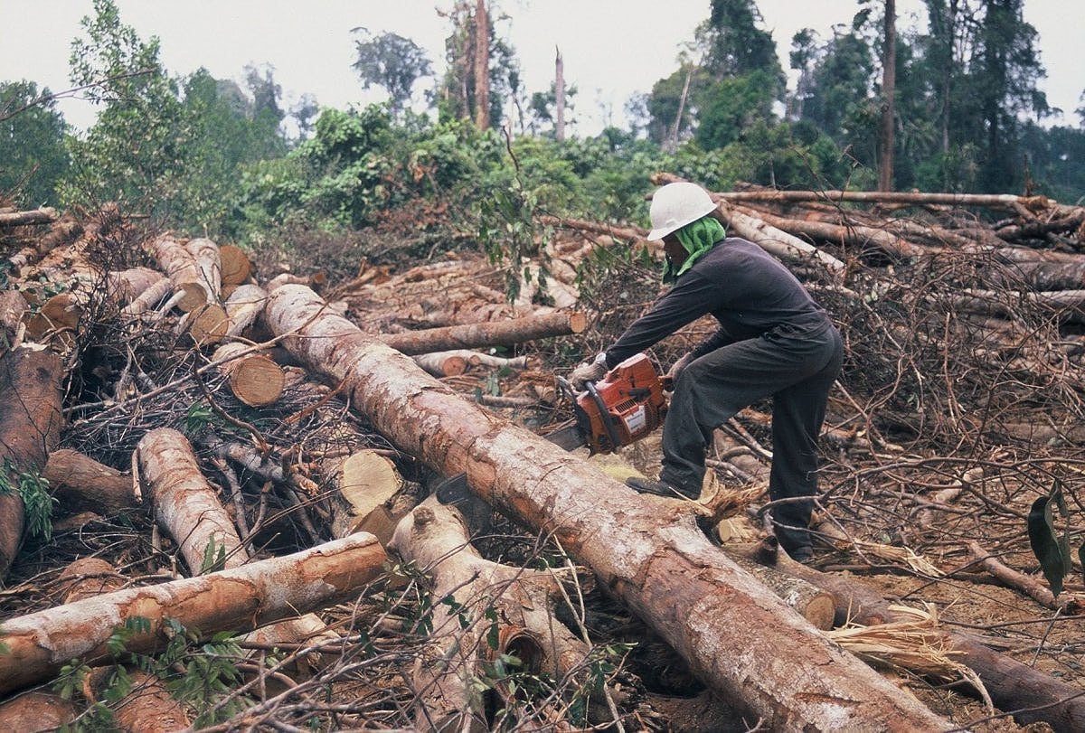 Naturschutz: Die Holzpaten - Spektrum der Wissenschaft