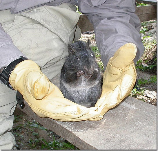 Zoologie: Film ab: Erste Bilder der Laotischen Felsratte - Spektrum der ...