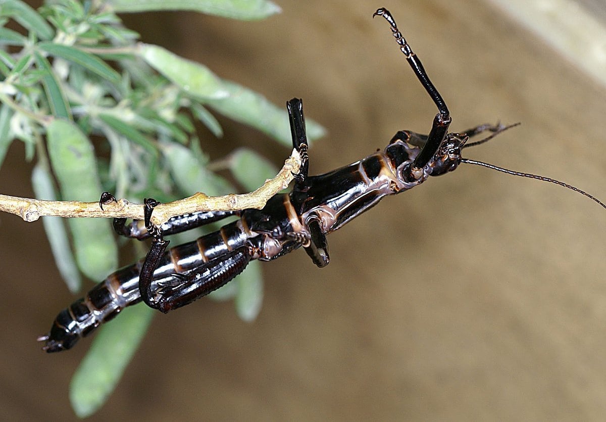 Artenschutz: Der Lazarus-Hummer - Spektrum der Wissenschaft