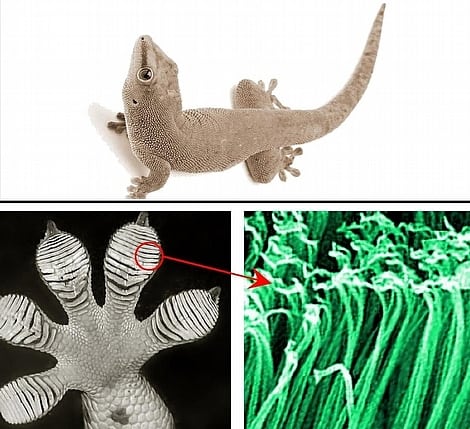 Bionik: Hält besser als Füße - Spektrum der Wissenschaft