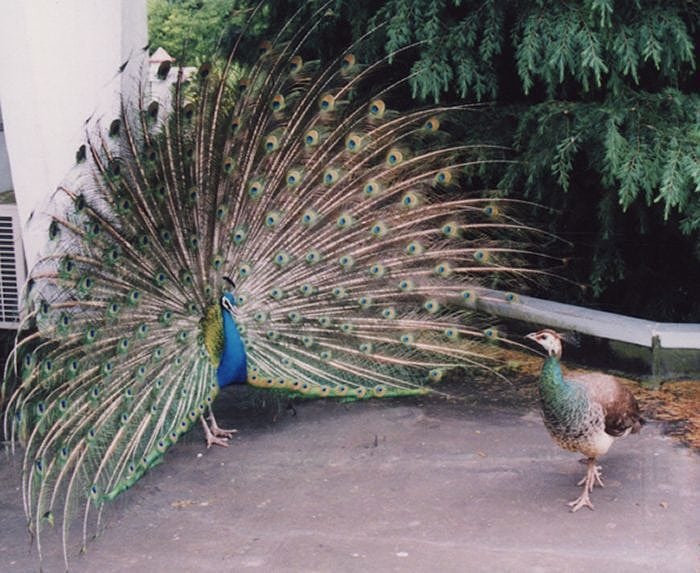 Verhaltensbiologie: Mit ihrer Federschleppe können Pfauen kaum ...