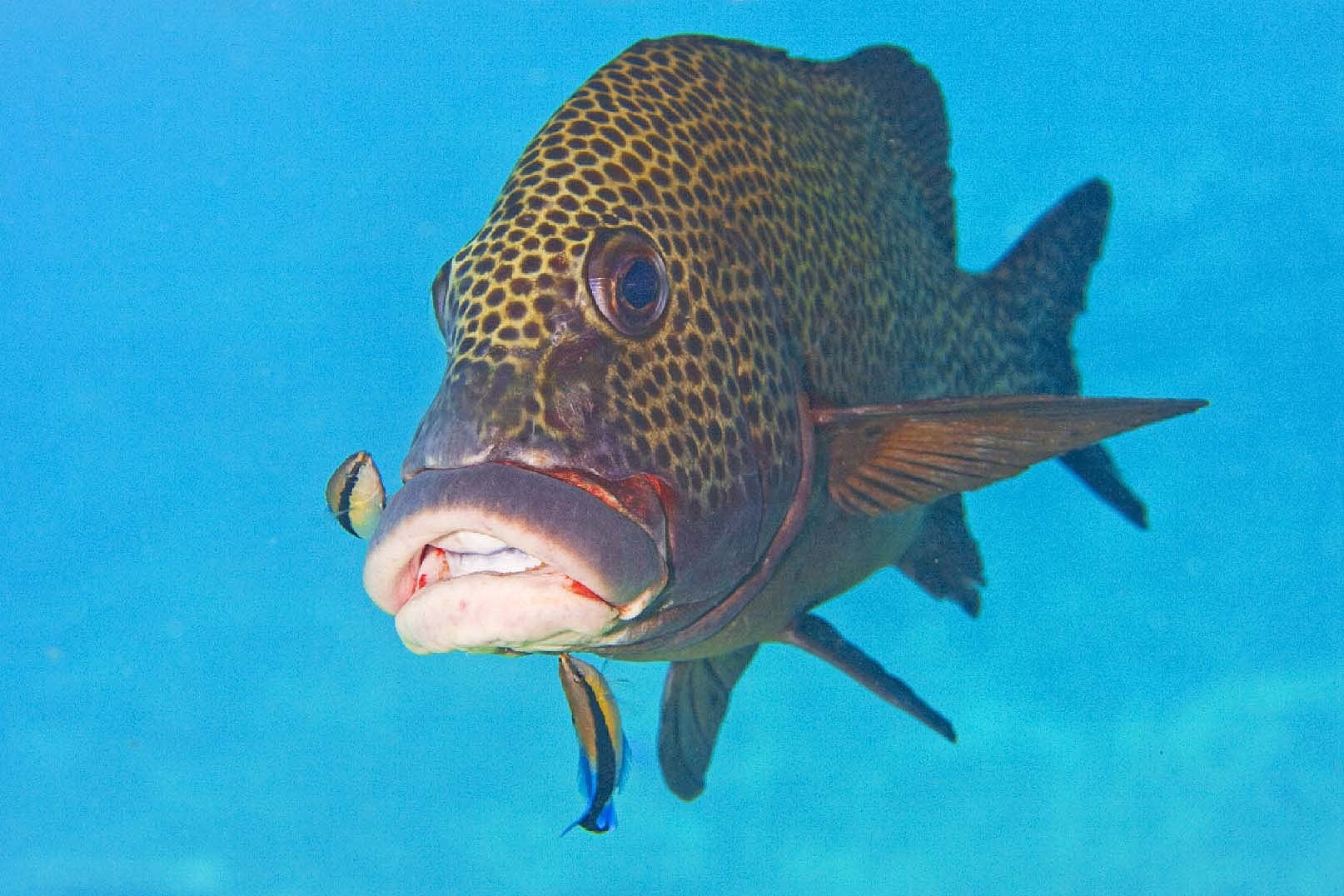 Verhaltensbiologie: Kontrolle in der Putzkolonne - Spektrum der ...