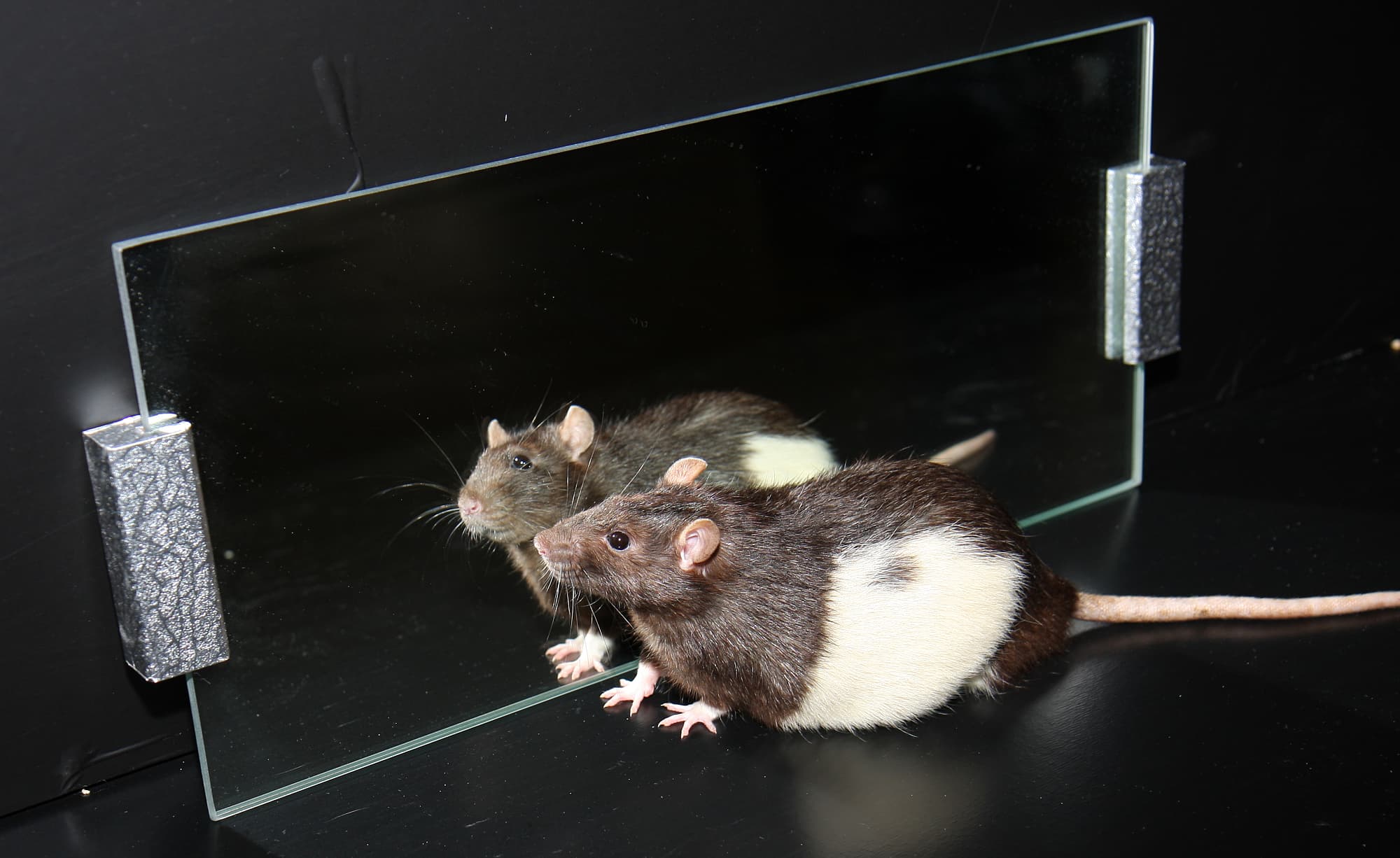 Neurowissenschaften: Grenzwärter im Hirn - Spektrum der Wissenschaft