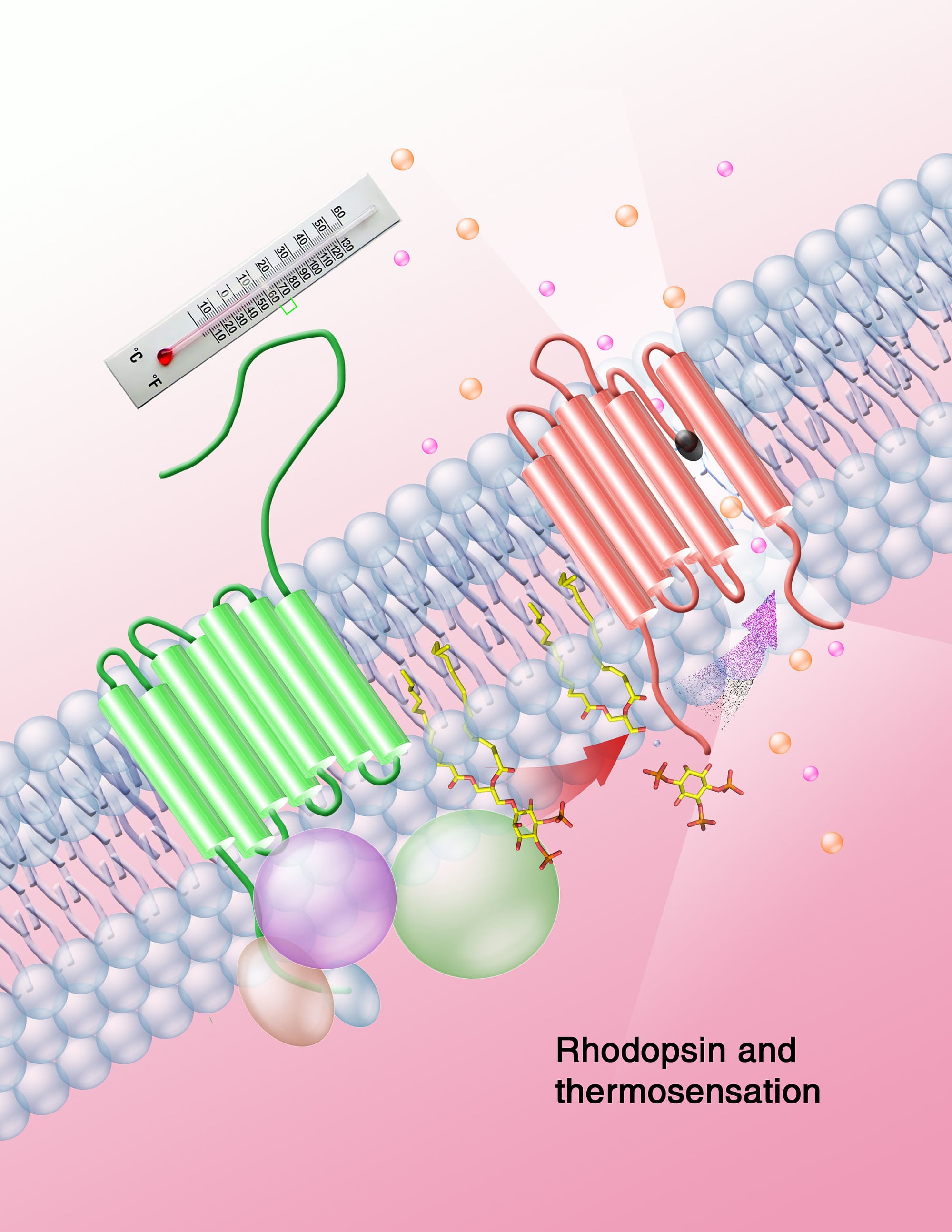 Sinne: Sehpigment nimmt auch Temperaturen wahr - Spektrum der Wissenschaft