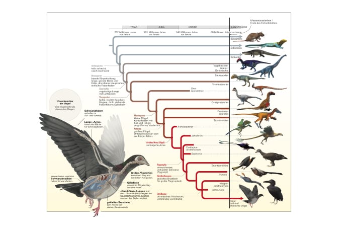 Die Evolution der Vögel und Dinosaurier - Spektrum der Wissenschaft