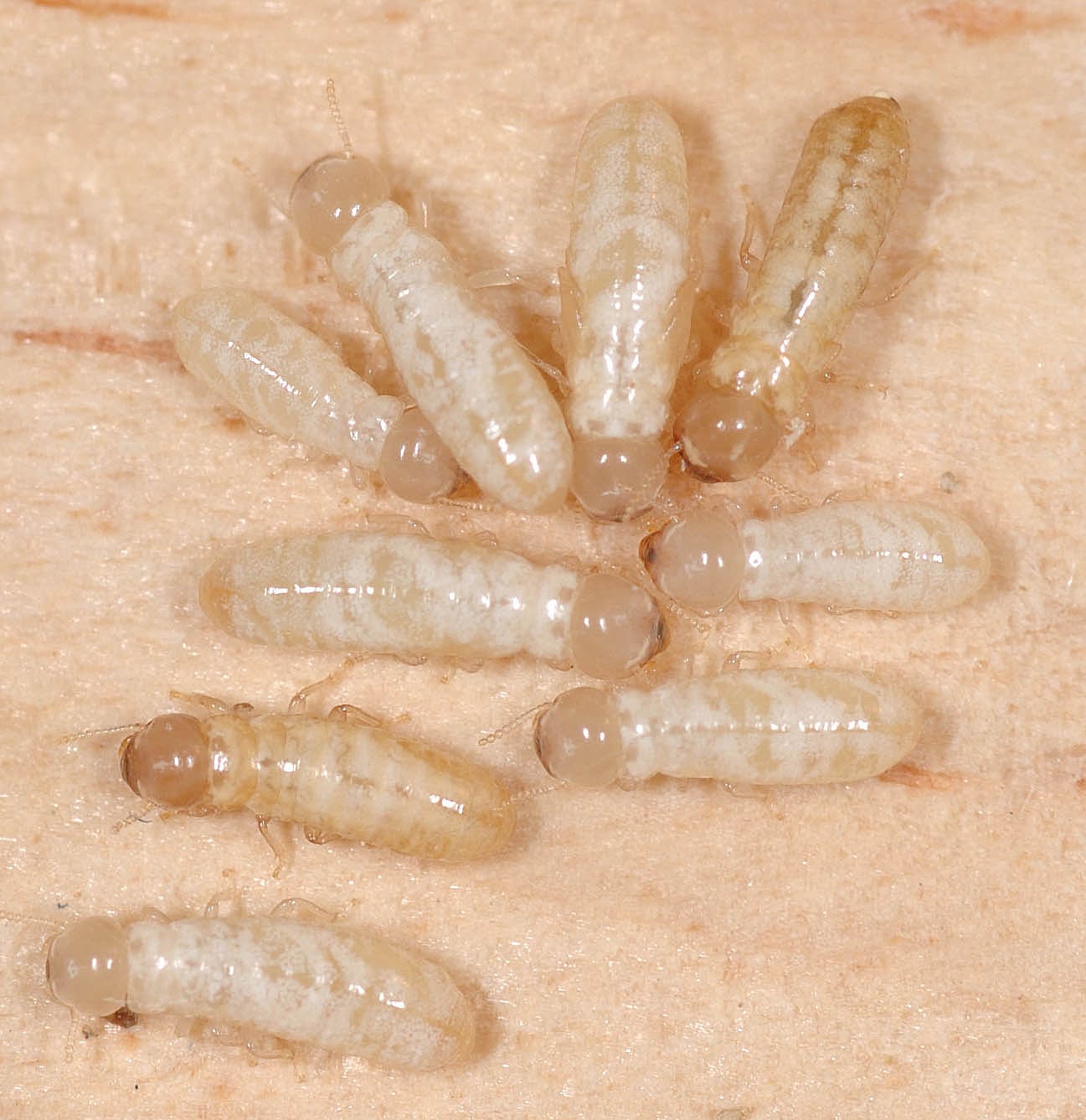 Termiten: Protein macht Königin wahrnehmbar - Spektrum der Wissenschaft