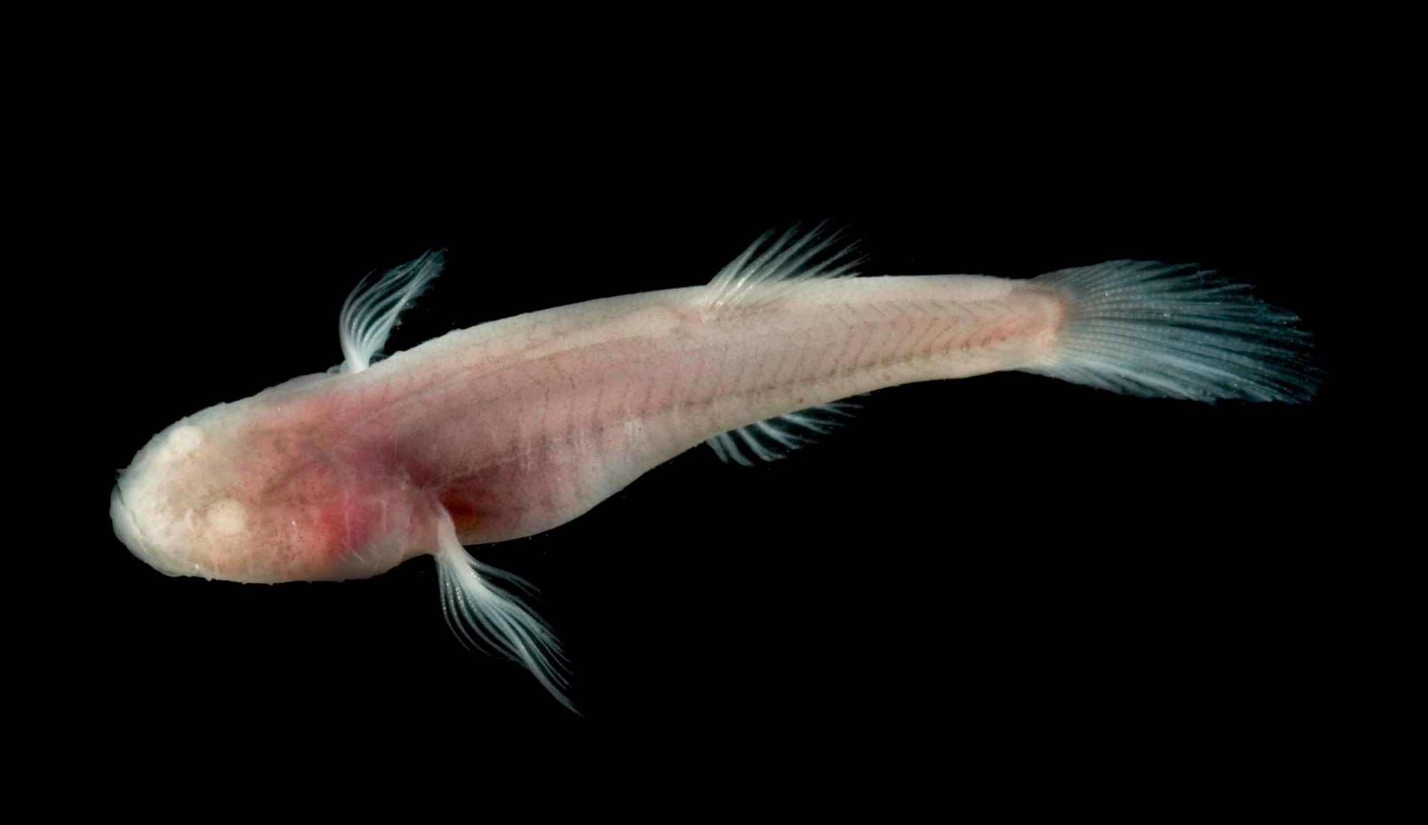 Evolution: Schwerhörige Blindfische - Spektrum der Wissenschaft