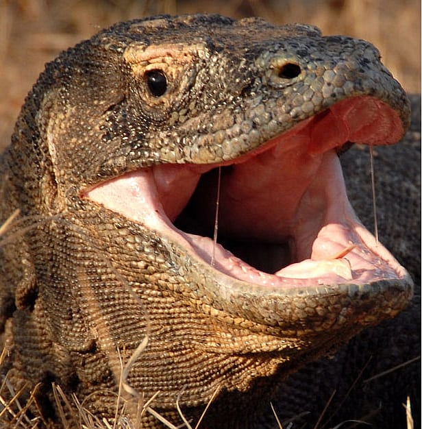 Toxikologie: Verstecktes Drachengift - Spektrum der Wissenschaft