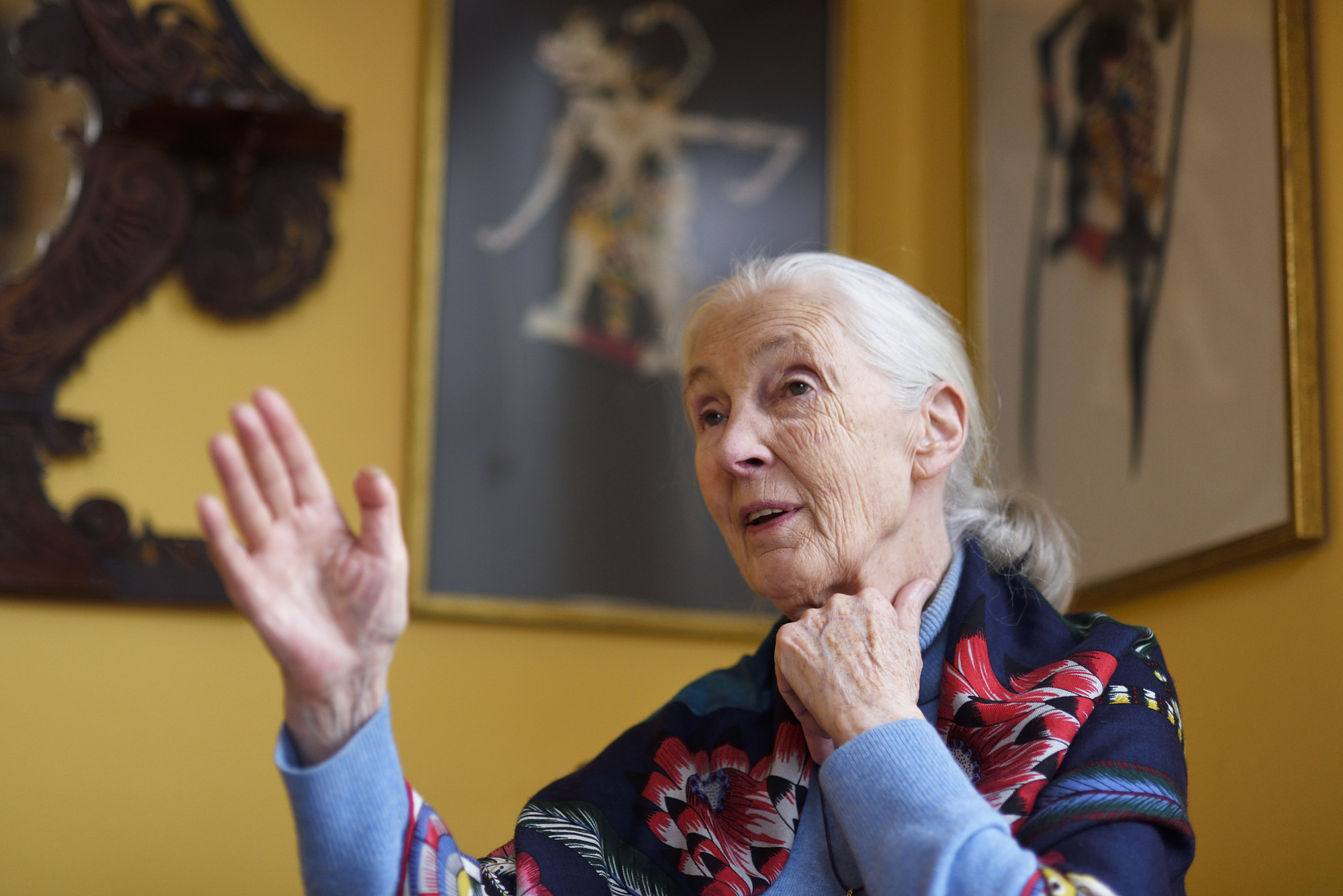 Jane Goodall: Ein Leben für die Schimpansen - Spektrum der Wissenschaft