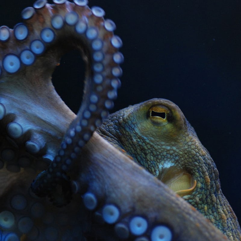 Zoophysiologie: Kraken kontrollieren ihre Arme mit den Augen - Spektrum ...