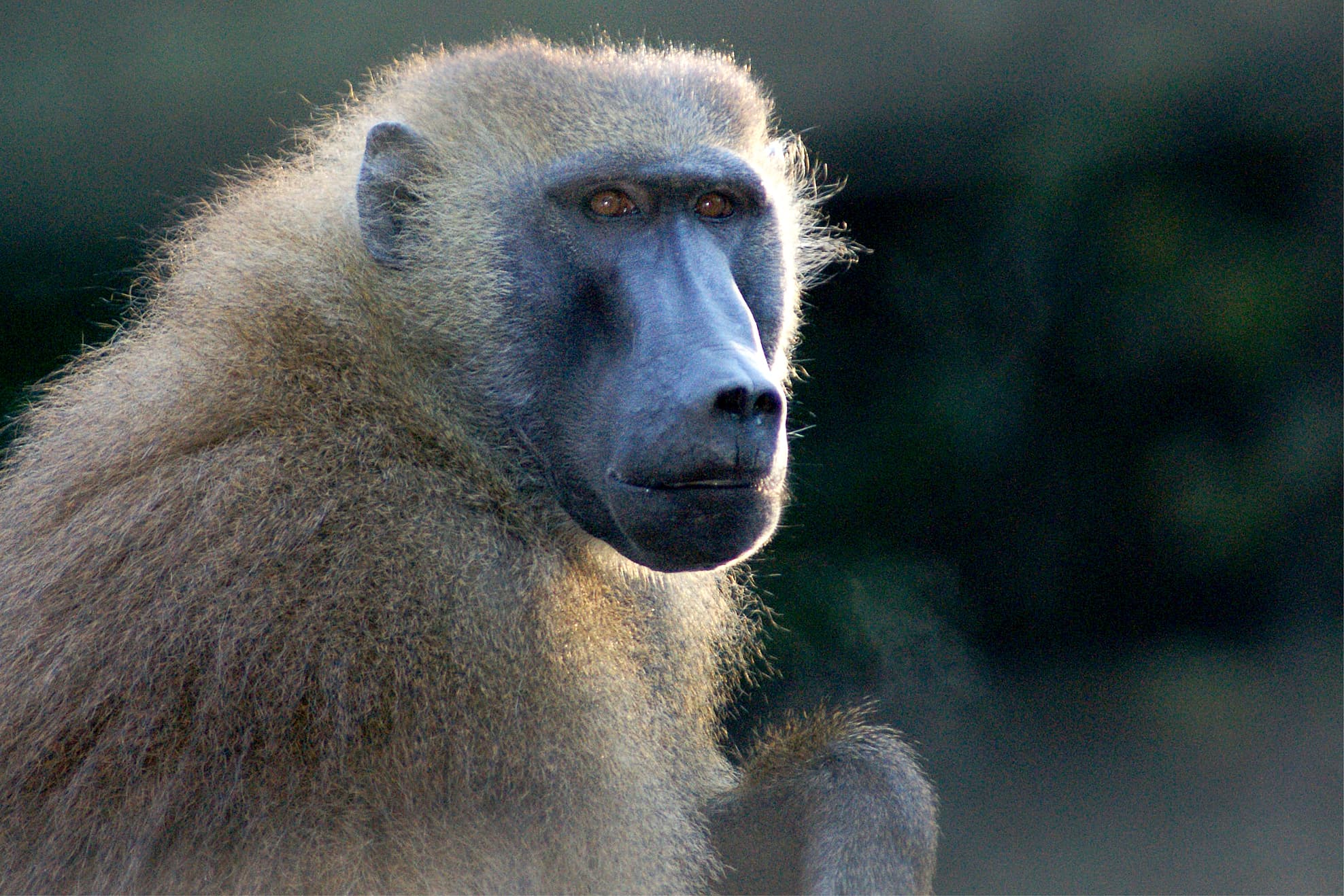 Lesefähigkeit: Paviane lernen geschriebene Wörter zu erkennen ...