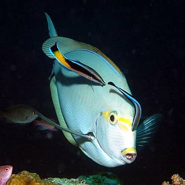 Verhalten: Putzerfische bestrafen unkooperative Weibchen - Spektrum der ...