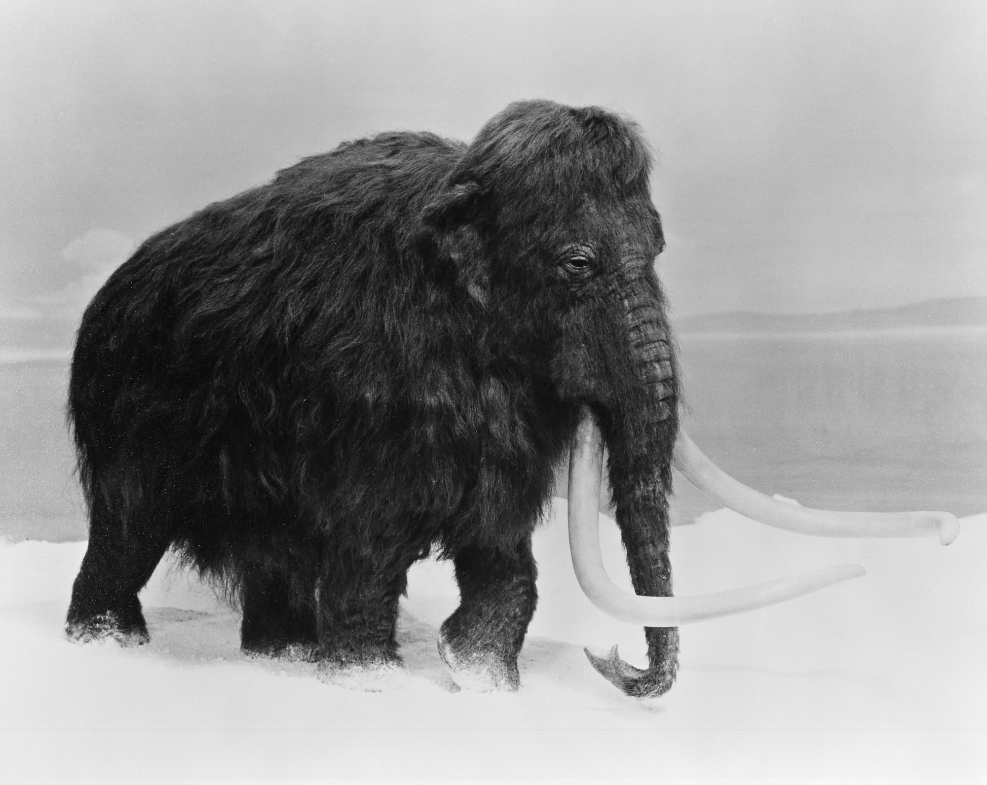 Eiszeit: Killte das Klima die Mammuts? - Spektrum der Wissenschaft