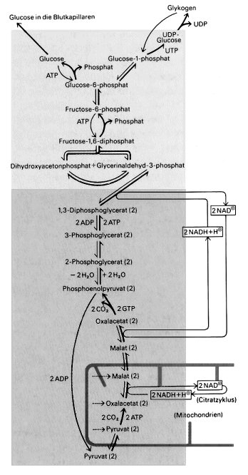 Schritte Der Gluconeogenese