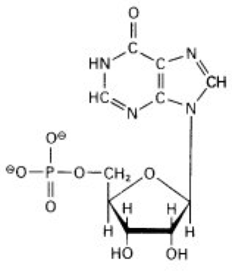 Inosin-5'-monophosphat - Lexikon der Biologie