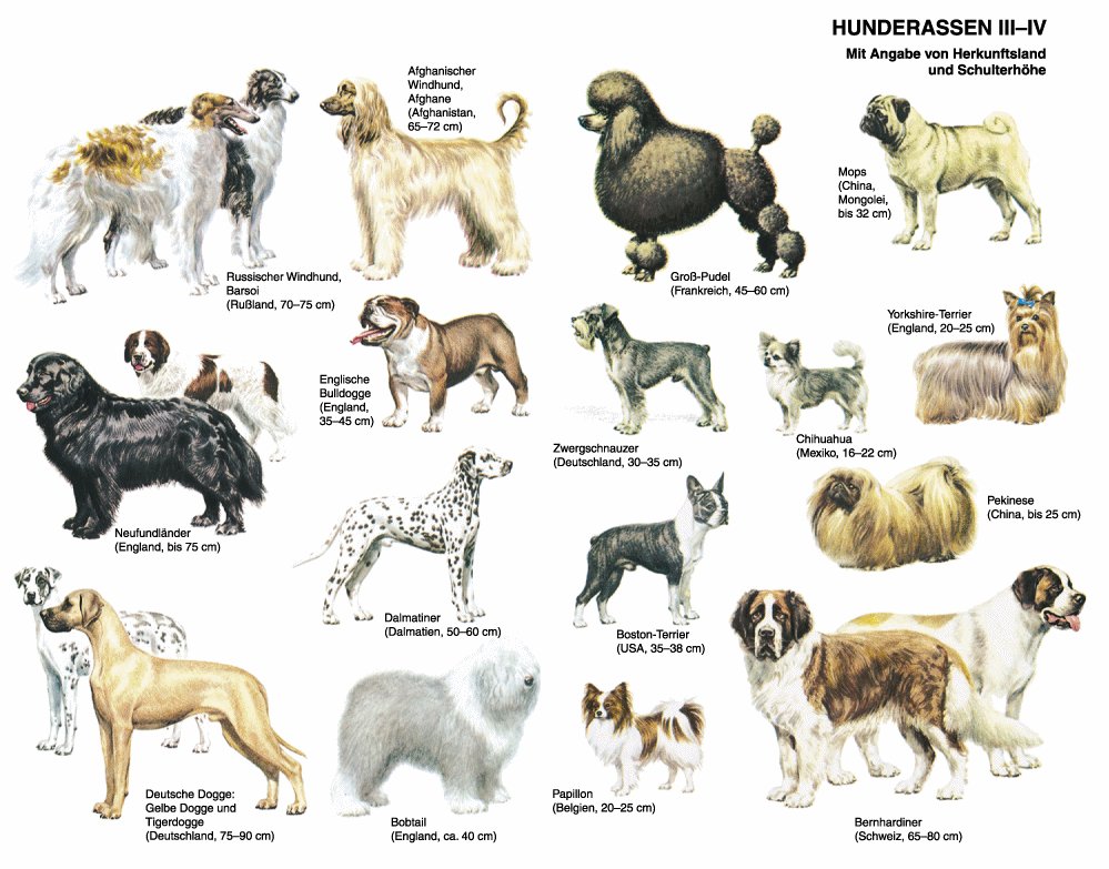 wissenschaft-online > Lexikon der Biologie > Farbtafel Hunderassen IIIIV