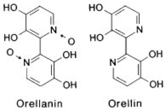 Orellanin - Lexikon der Biologie