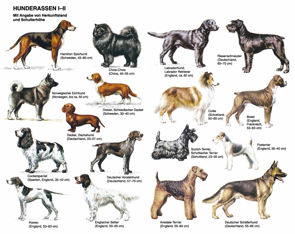 wissenschaft-online > Lexikon der Biologie > Hunderassen I-II