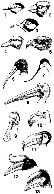 Schnabel - Lexikon der Biologie