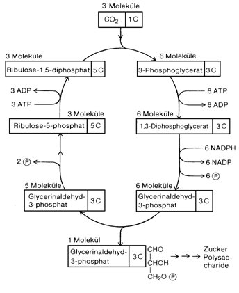Calvin Zyklus Animation Calvinzyklus Stock Vektor Art Und Mehr Bilder