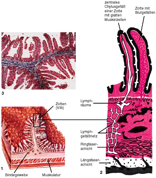 Darm - Lexikon der Biologie