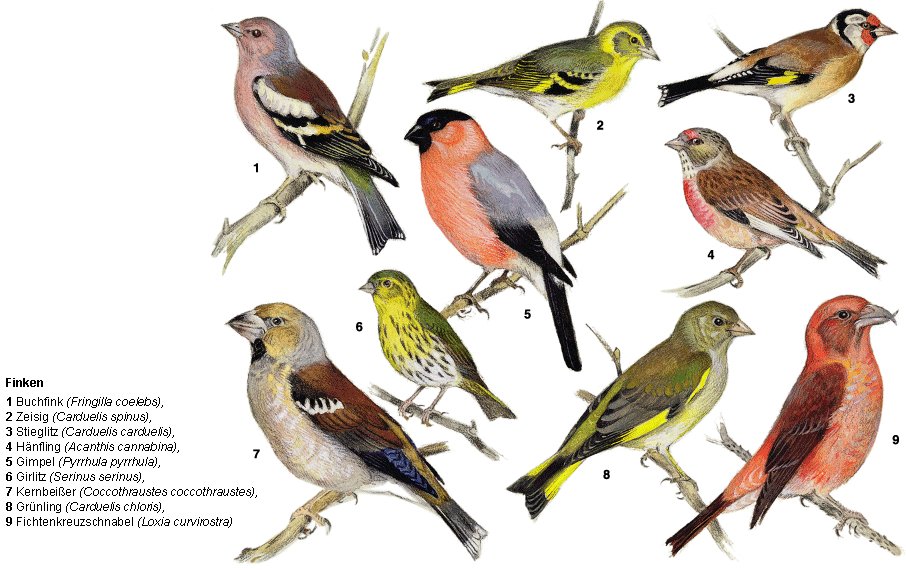 wissenschaft-online > Lexikon der Biologie > Farbtafel Finken