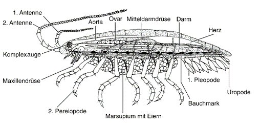 Asseln - Lexikon der Biologie