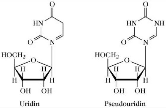 Pseudouridin - Lexikon der Biochemie