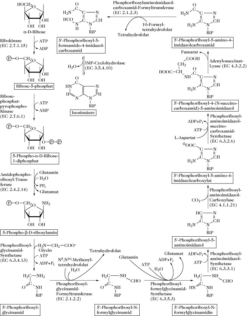 Purinbiosynthese - Lexikon der Biochemie