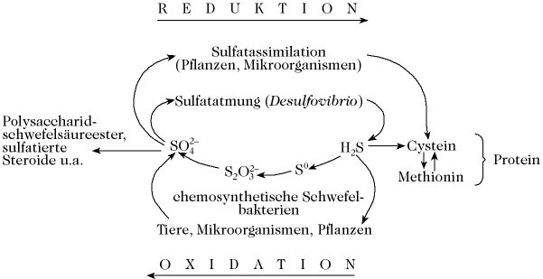 Schwefelstoffwechsel - Lexikon der Biochemie