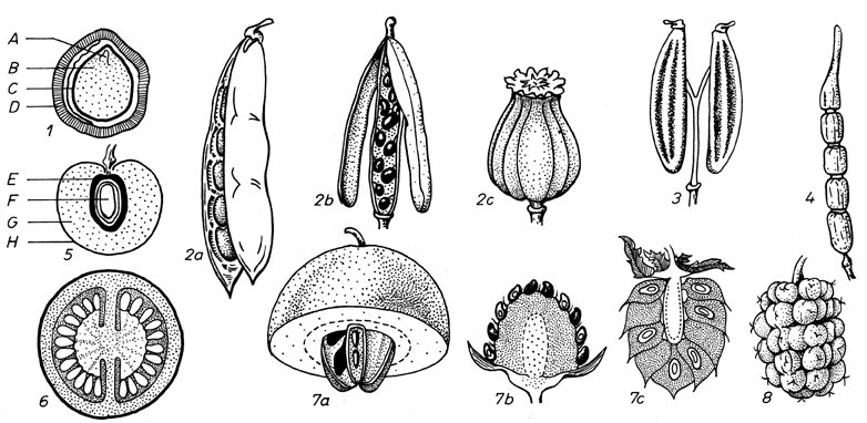Frucht - Kompaktlexikon der Biologie