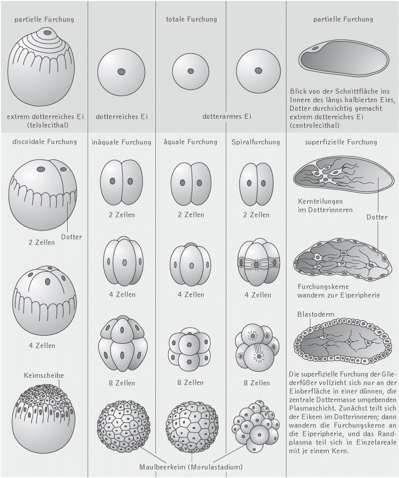 Furchung - Kompaktlexikon der Biologie