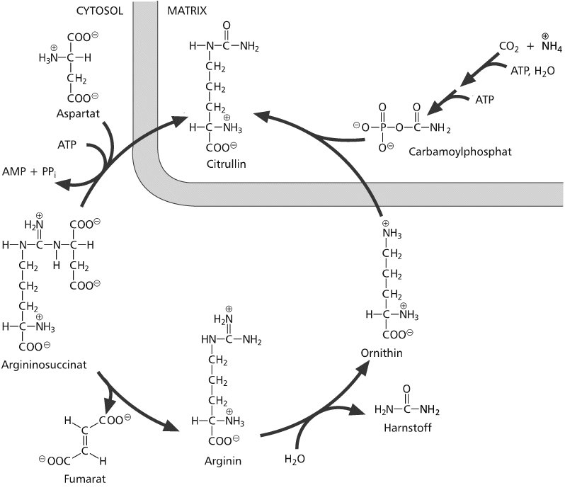 Harnstoffzyklus - Kompaktlexikon der Biologie
