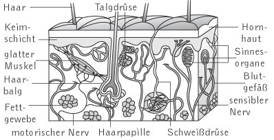 Haut - Kompaktlexikon der Biologie