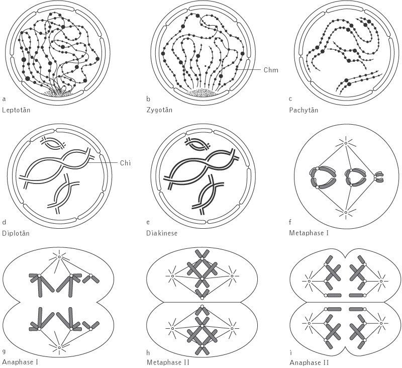 Meiosephasen Mitose Biologielessen.nl
