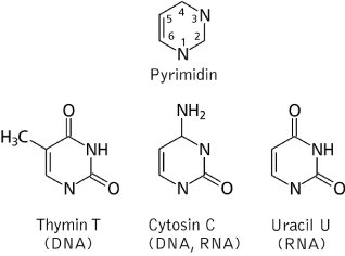 Pyrimidinbasen - Kompaktlexikon der Biologie