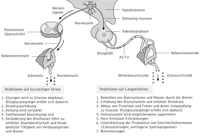 Stress - Kompaktlexikon der Biologie