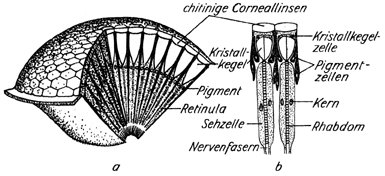 Facettenauge - Kompaktlexikon der Biologie