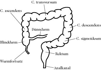 Colon - Lexikon der Ernährung