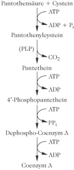 Pantethein-4'-Phosphat - Lexikon der Ernährung
