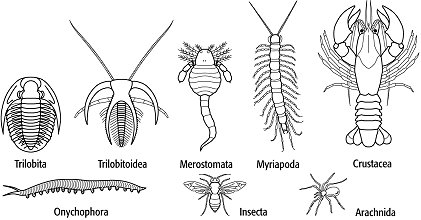 Arthropoda - Lexikon der Geowissenschaften
