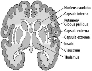 Capsula - Lexikon der Neurowissenschaft