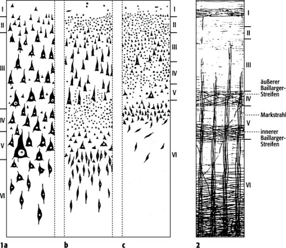 Isocortex - Lexikon der Neurowissenschaft